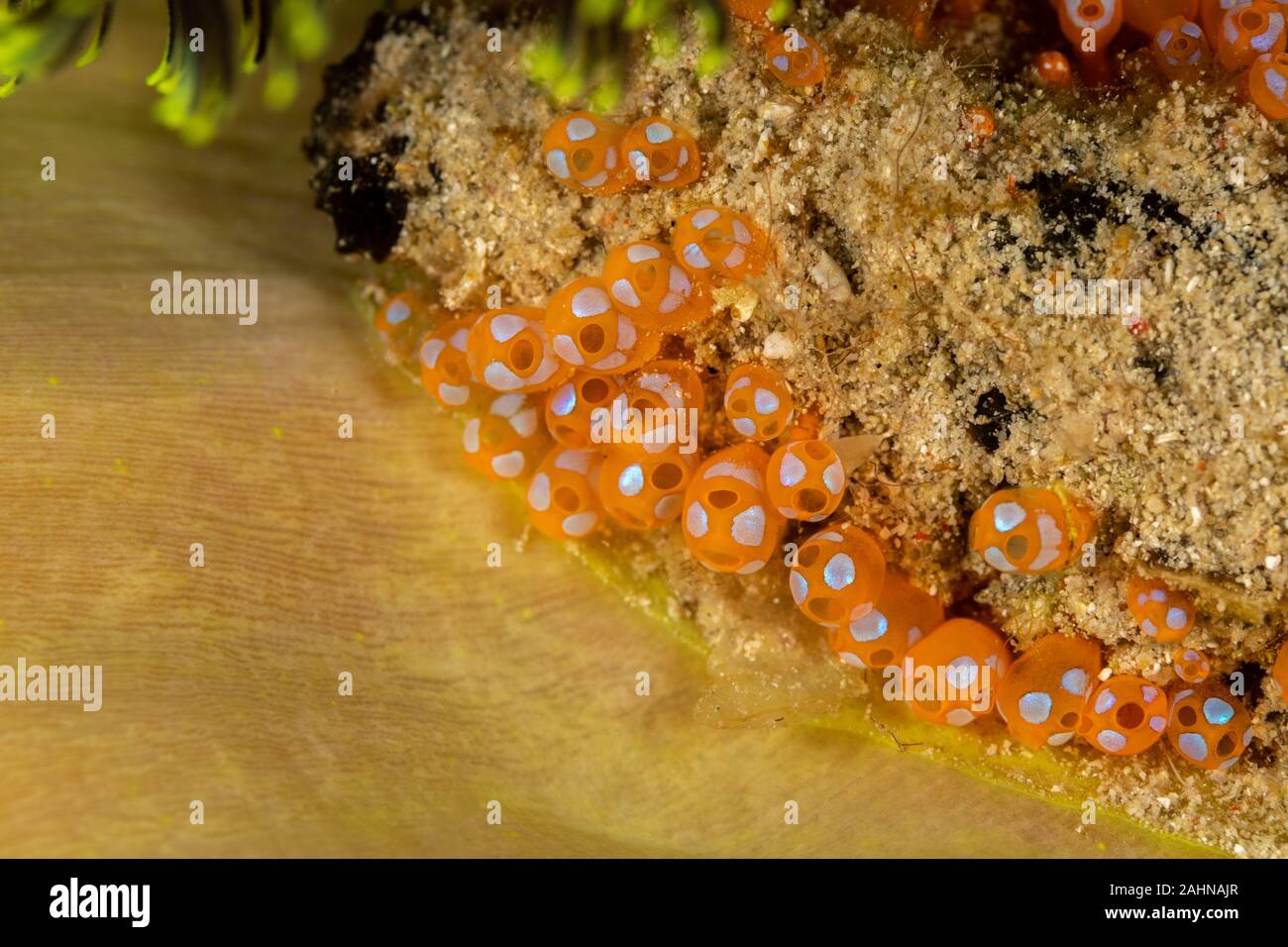 Sea squirt, Ascidiacea is a paraphyletic class in the subphylum ...