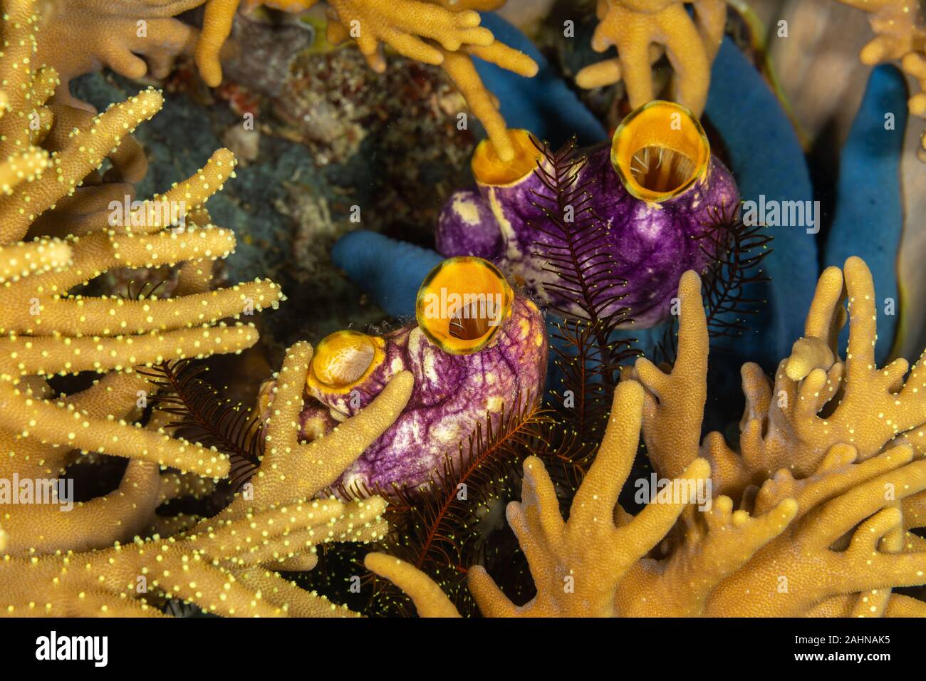 Sac like marine invertebrate hi-res stock photography and images - Alamy