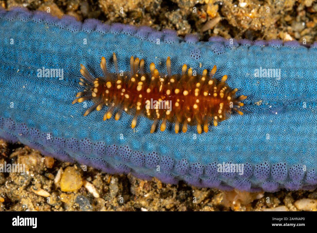 Sea star scale worm, Asterophilia carlae Stock Photo - Alamy