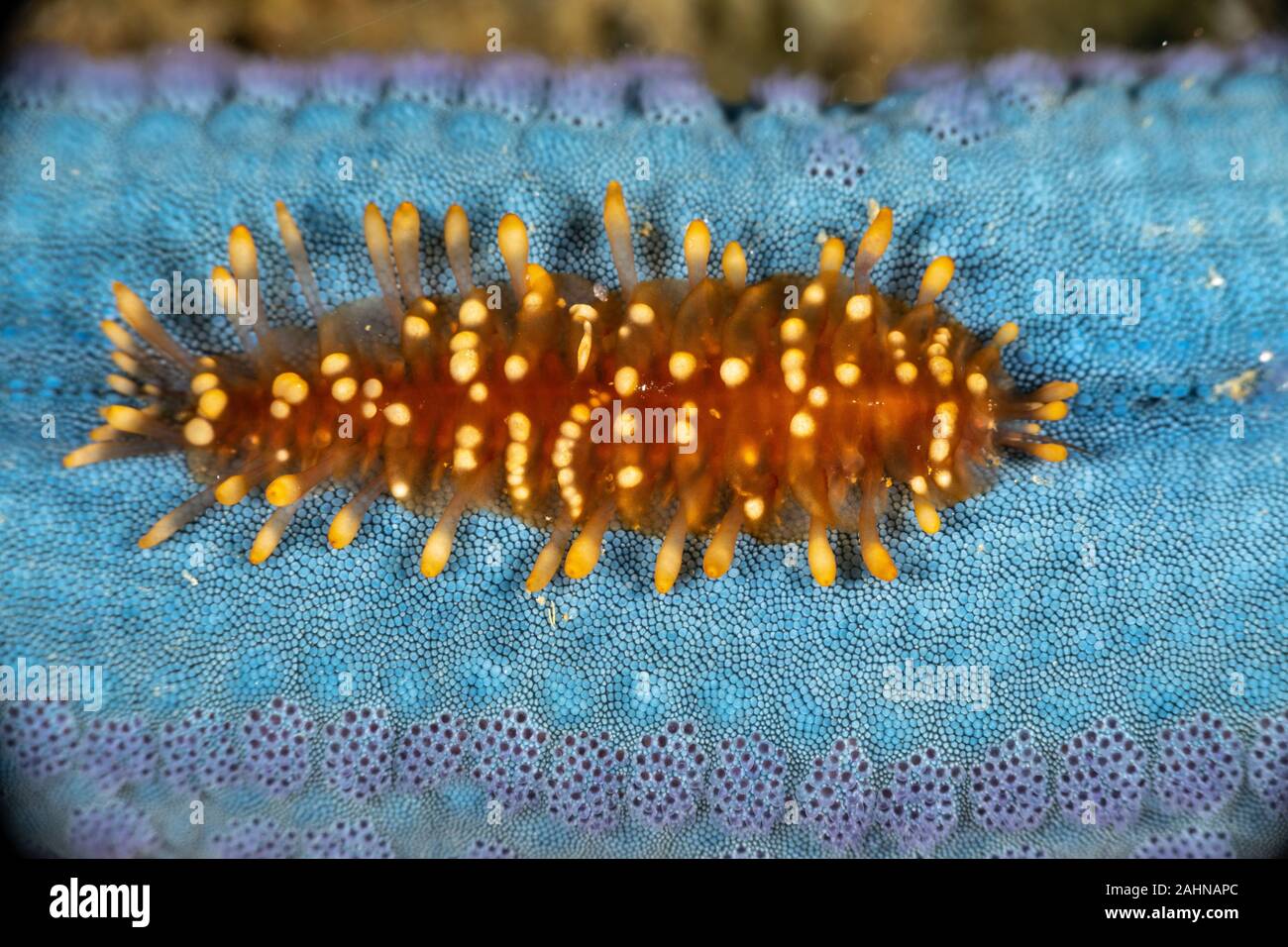 Sea star scale worm, Asterophilia carlae Stock Photo - Alamy