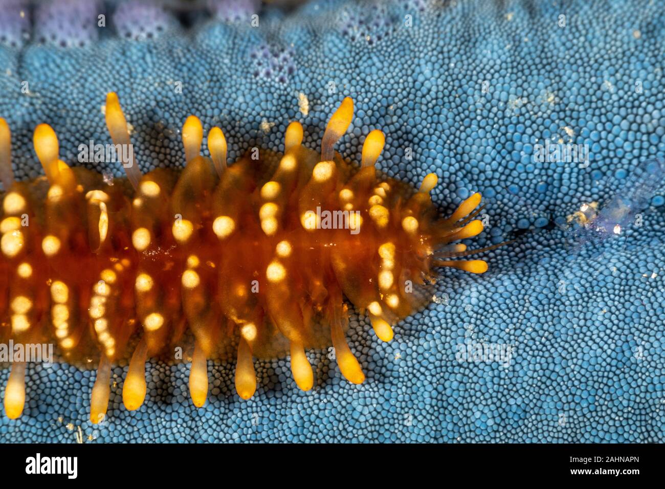 Sea star scale worm, Asterophilia carlae Stock Photo - Alamy