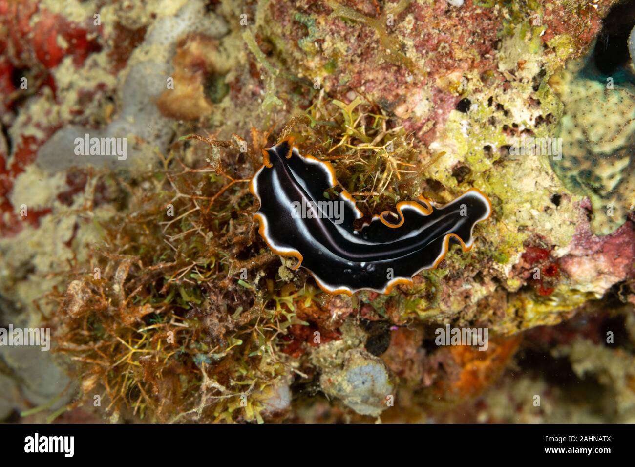 Platyhelminthes Phylum Platyhelminthes Flatworms Flatworm, Phylum