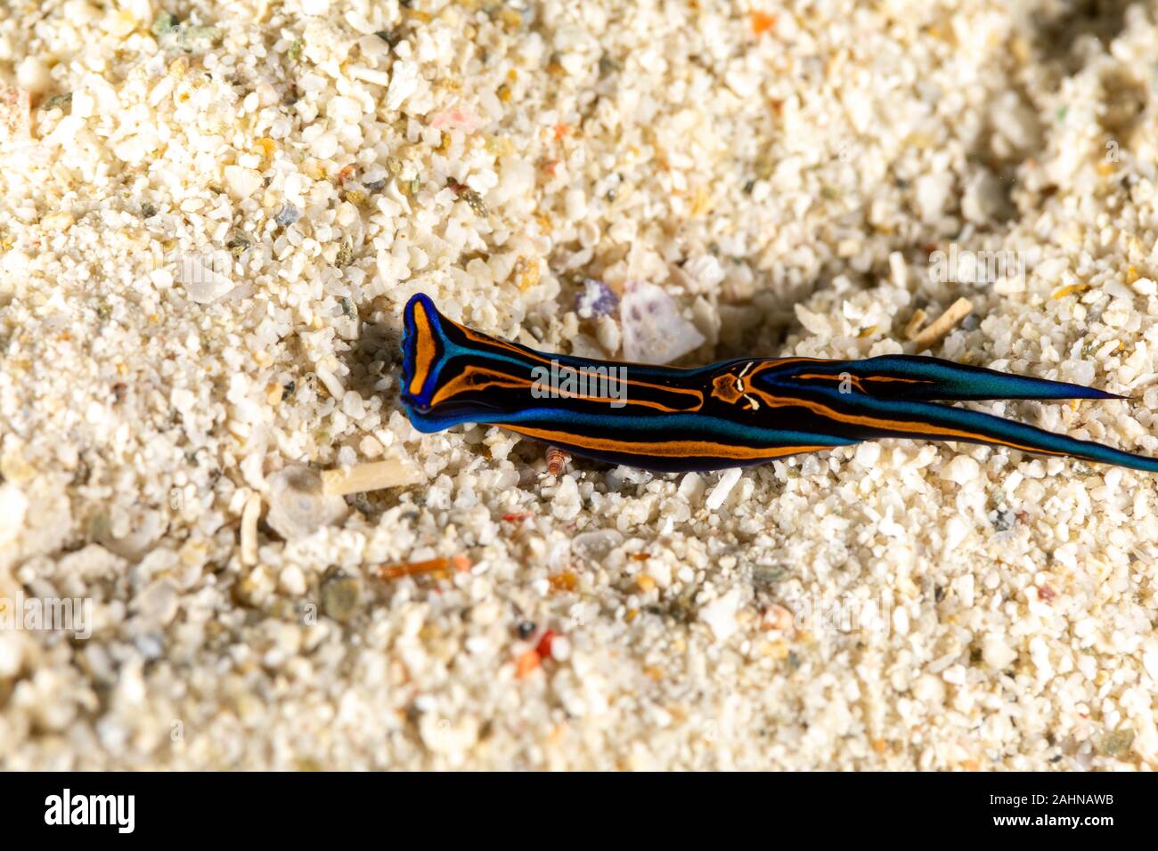 Aglajidae hi-res stock photography and images - Alamy