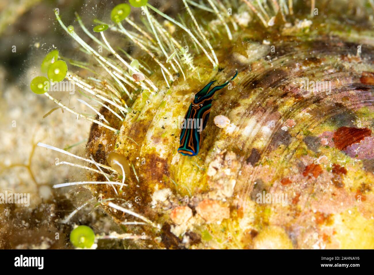 Swallotail Headshield Slug, Leech Aglaja, Chelidonura hirundinina is a ...
