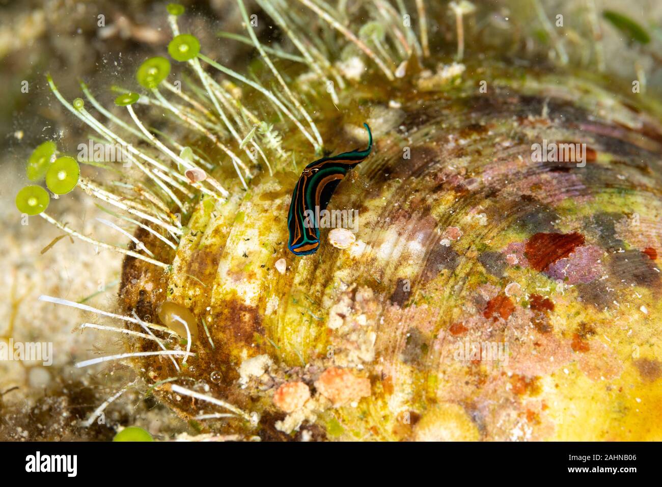 Aglajidae hi-res stock photography and images - Alamy