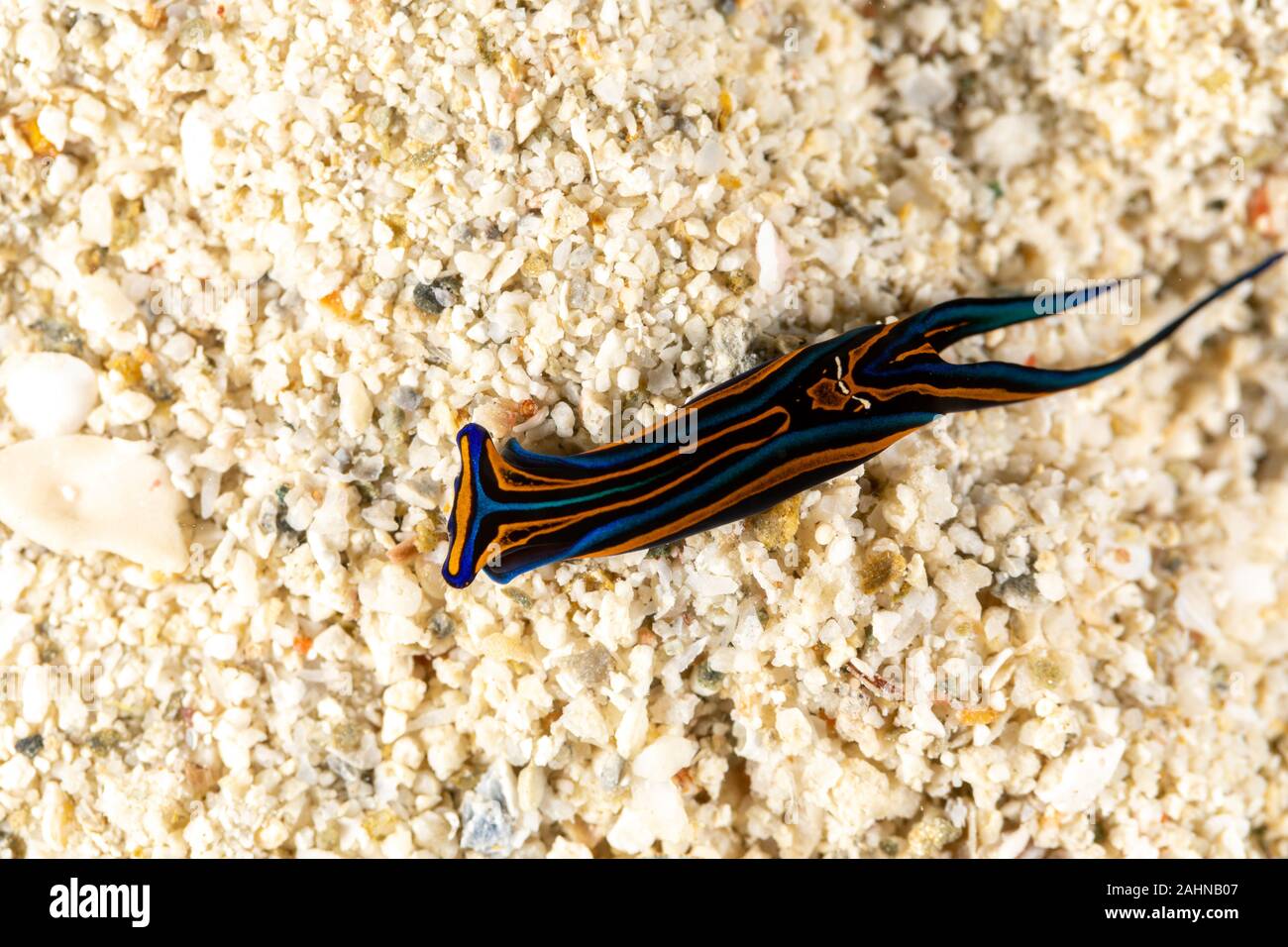 Leech Of Slug High Resolution Stock Photography and Images - Alamy