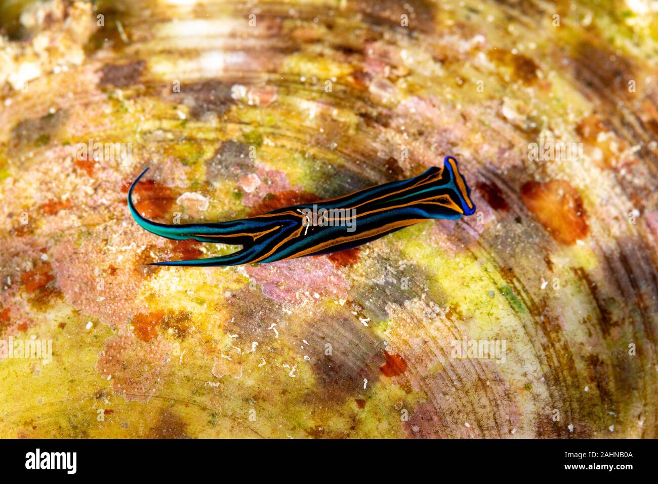 Leech Of Slug High Resolution Stock Photography and Images - Alamy