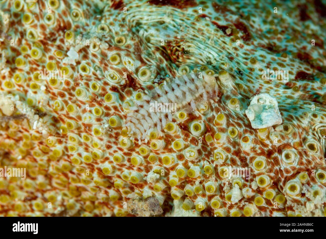Sea Cucumber Scale Worm, Gastrolepidia clavigera, crawling on its host ...