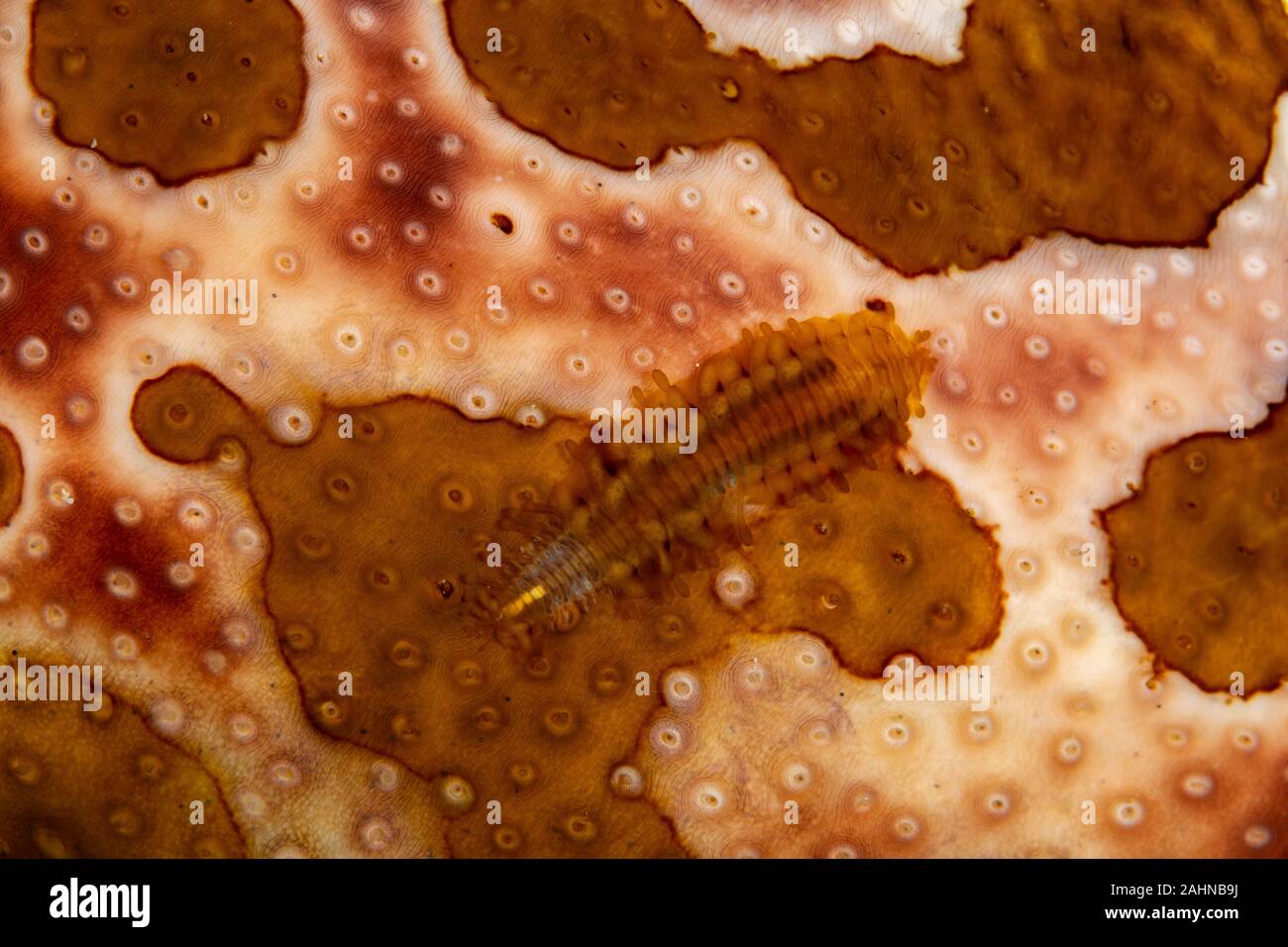 Sea Cucumber Scale Worm, Gastrolepidia clavigera, crawling on its host ...