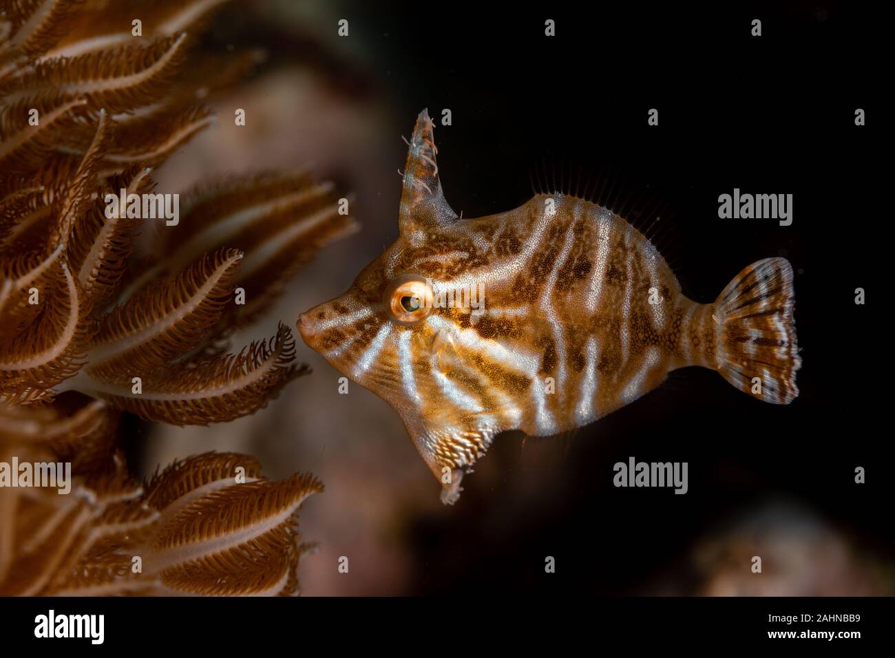 Species radiatus hi-res stock photography and images - Alamy
