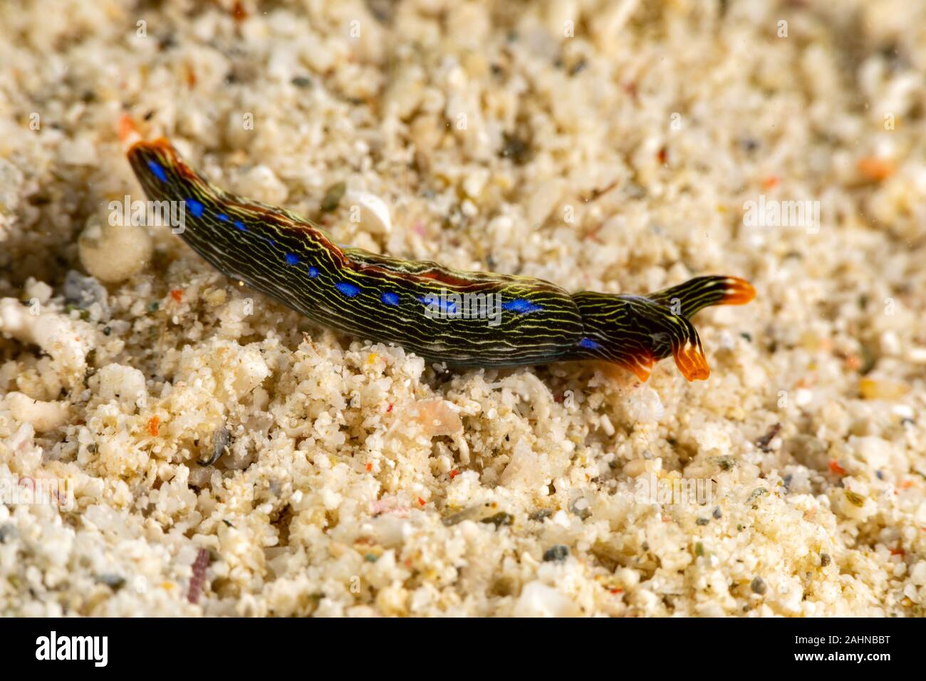 Sapsucking Slug, Thuridilla gracilis is a species of sea slug, a ...