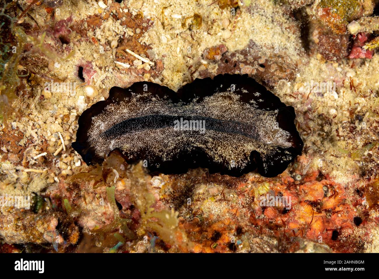Phylum Platyhelminthes Flatworms Platyhelminthes: Phylum Of