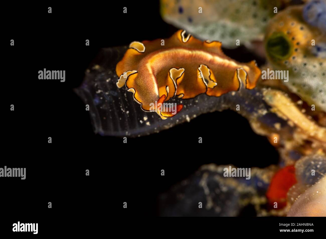 The flatworms, flat worms, Platyhelminthes, Plathelminthes, or ...