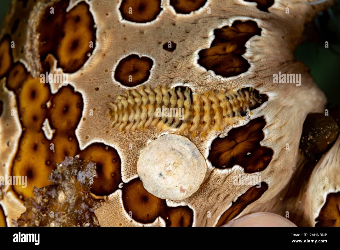 Sea Cucumber Scale Worm, Gastrolepidia clavigera, crawling on its host ...