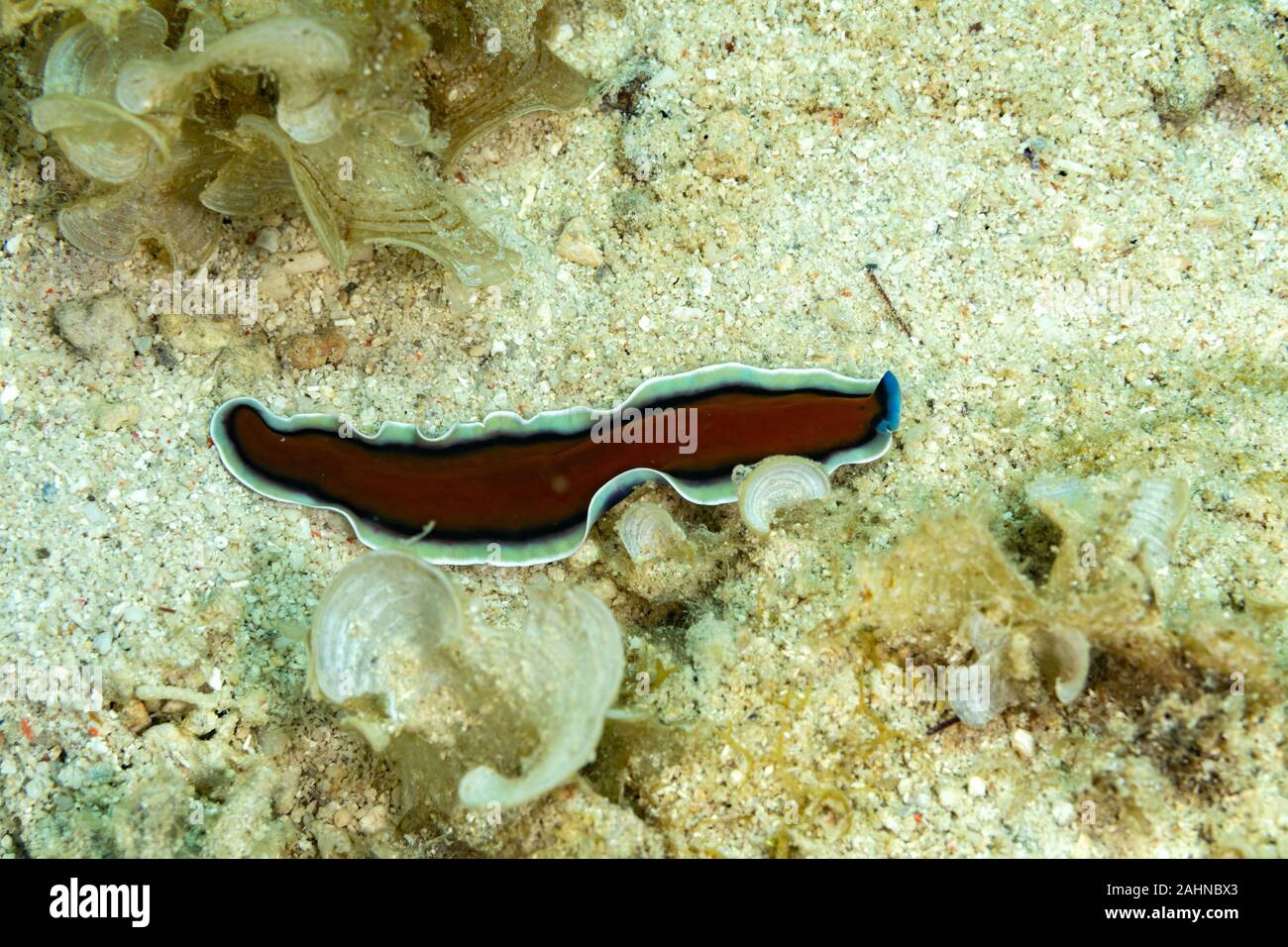 The flatworms, flat worms, Platyhelminthes, Plathelminthes, or ...