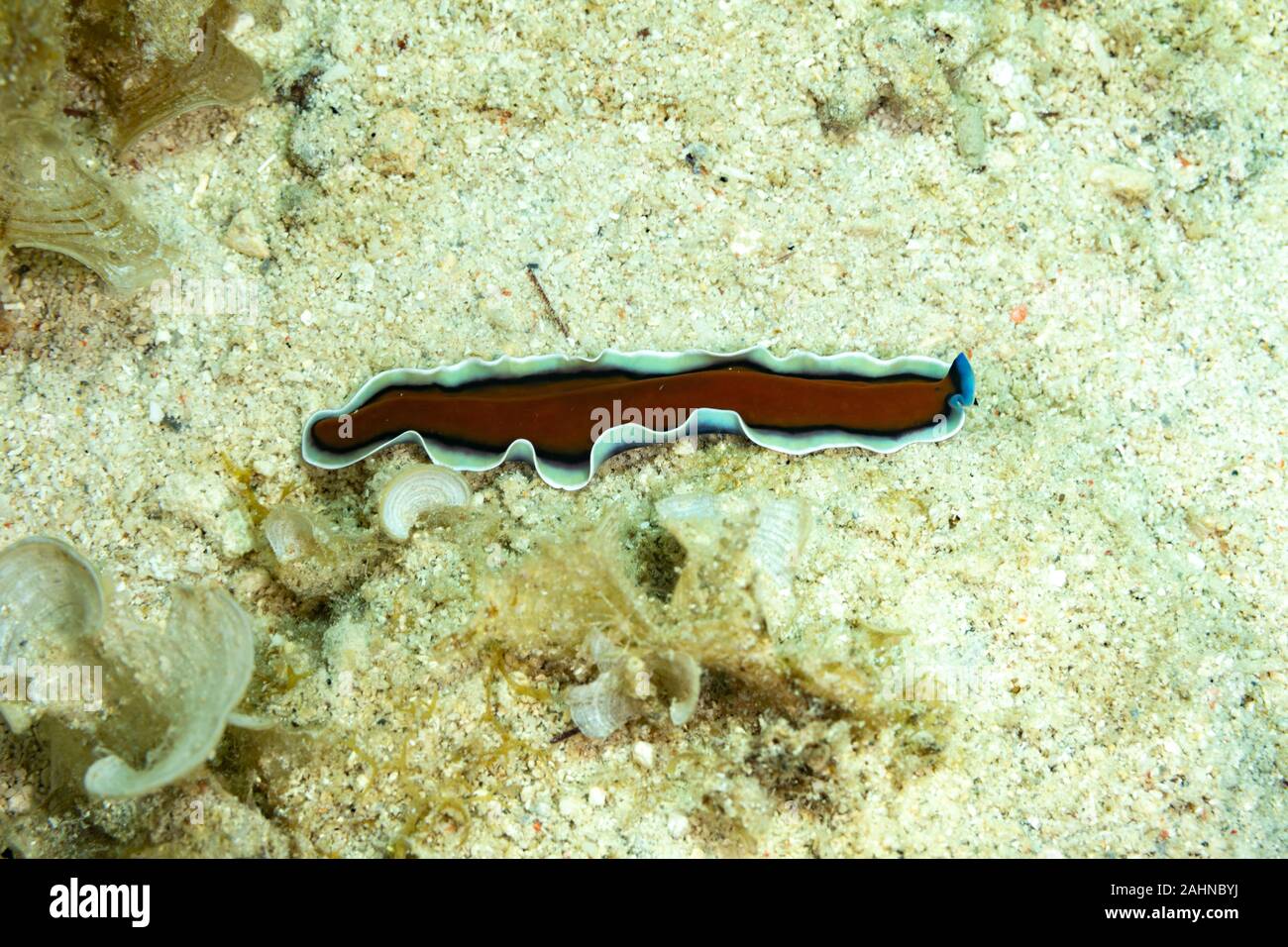 The flatworms, flat worms, Platyhelminthes, Plathelminthes, or ...