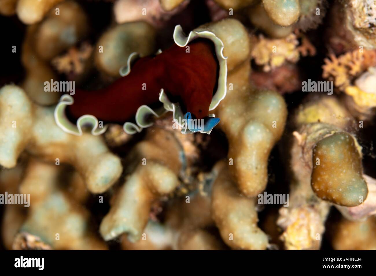 The flatworms, flat worms, Platyhelminthes, Plathelminthes, or ...