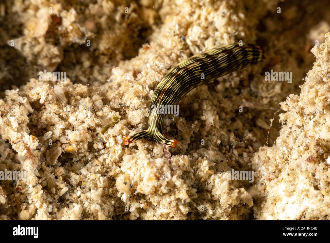 Sapsucking Slug, Thuridilla gracilis is a species of sea slug, a ...
