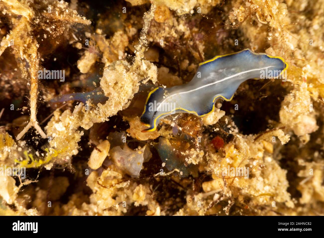 The flatworms, flat worms, Platyhelminthes, Plathelminthes, or ...