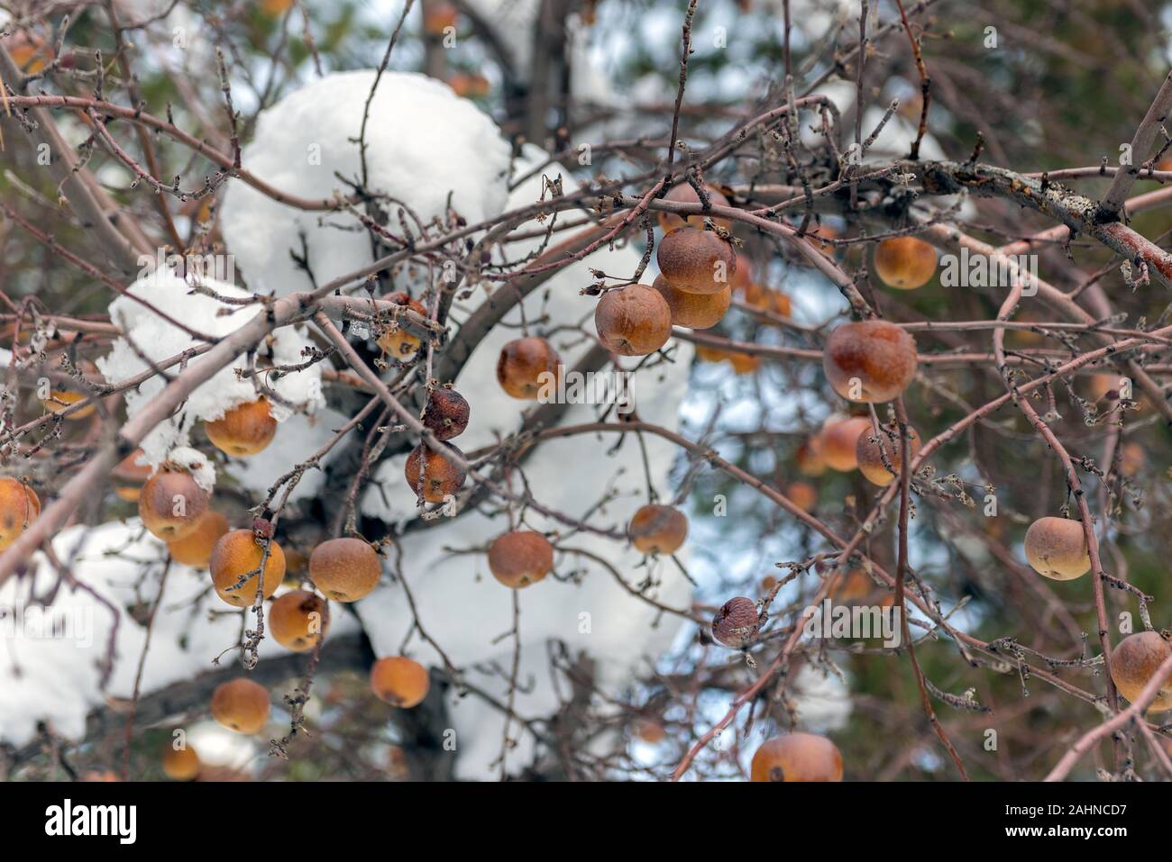 Despite snow and ice on frozen branches, this Fuji Apple tree is still ...