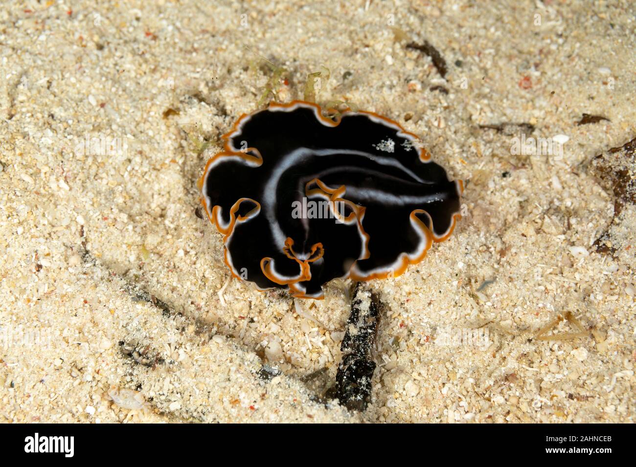 The flatworms, flat worms, Platyhelminthes, Plathelminthes, or ...