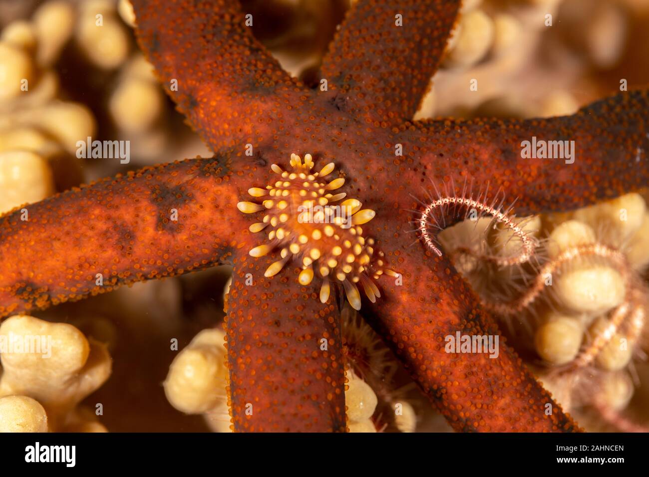 Sea star scale worm, Asterophilia carlae Stock Photo - Alamy