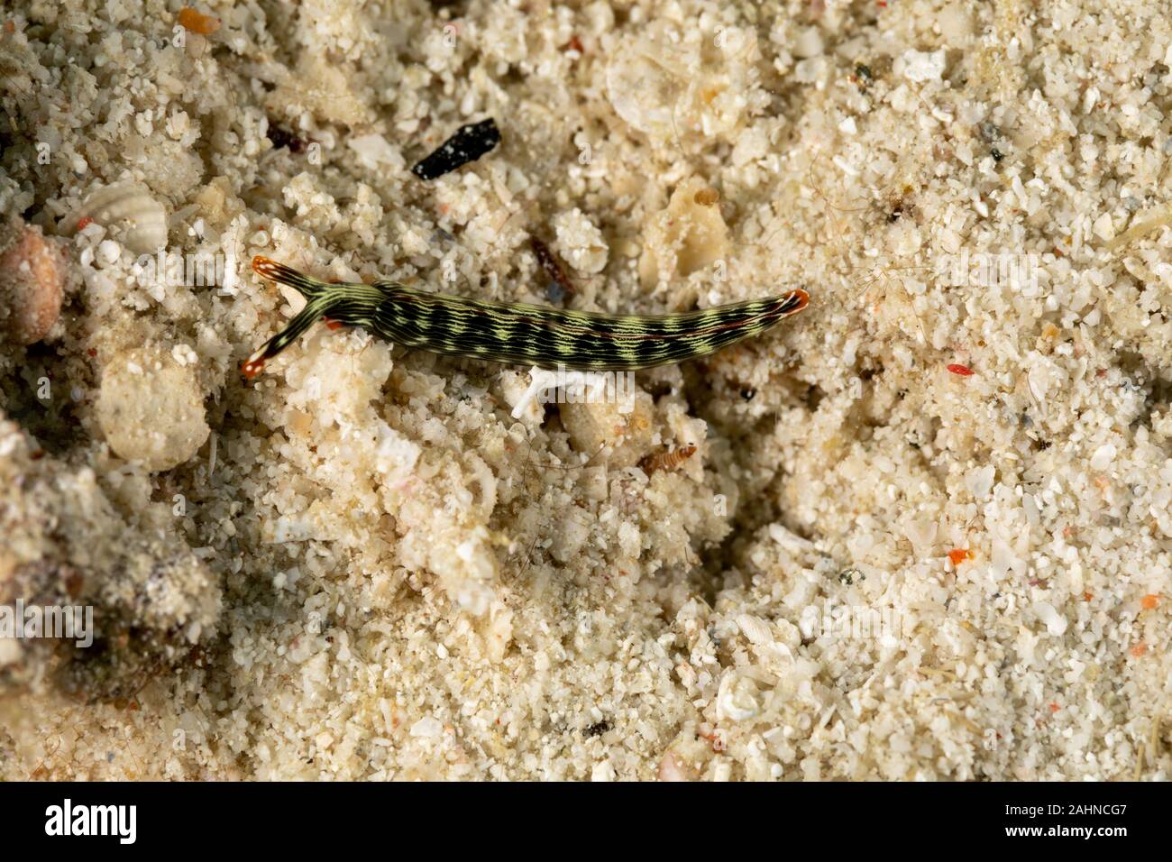 Sapsucking Slug, Thuridilla gracilis is a species of sea slug, a ...