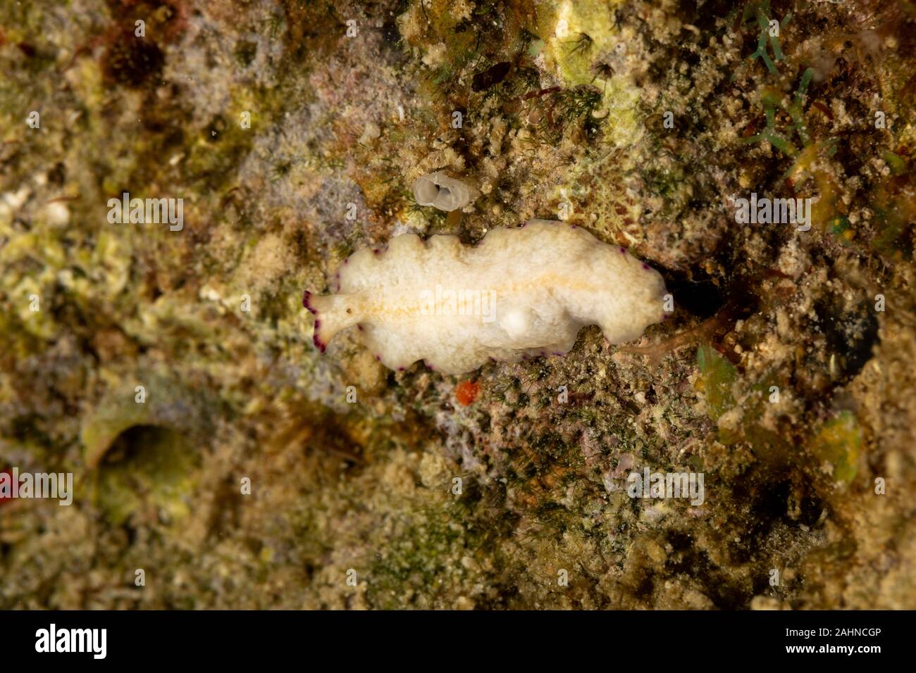 The flatworms, flat worms, Platyhelminthes, Plathelminthes, or ...
