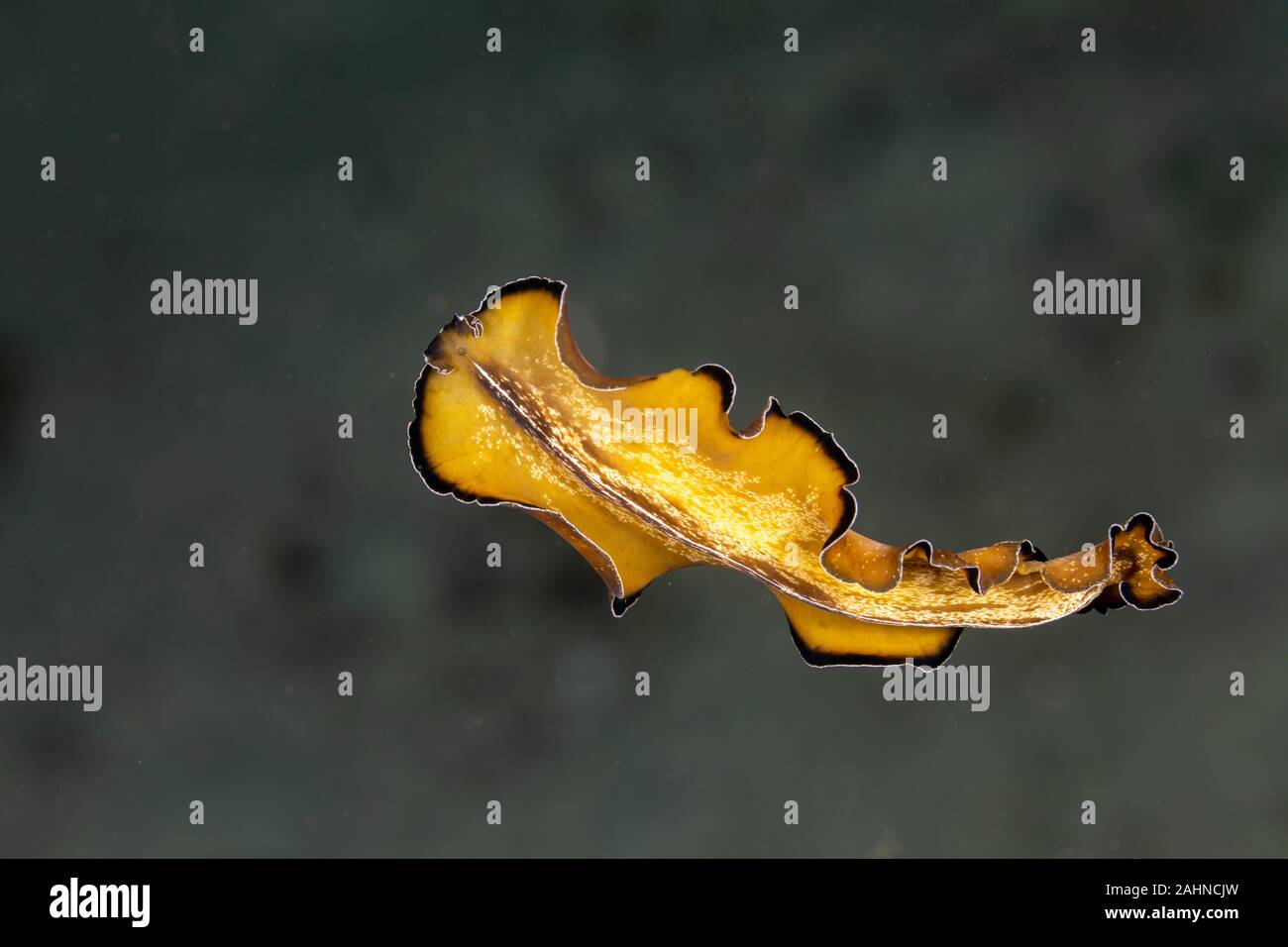 The flatworms, flat worms, Platyhelminthes, Plathelminthes, or ...