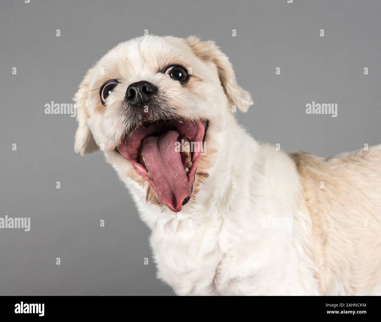 Lhasa Apso, Male, UK Stock Photo - Alamy