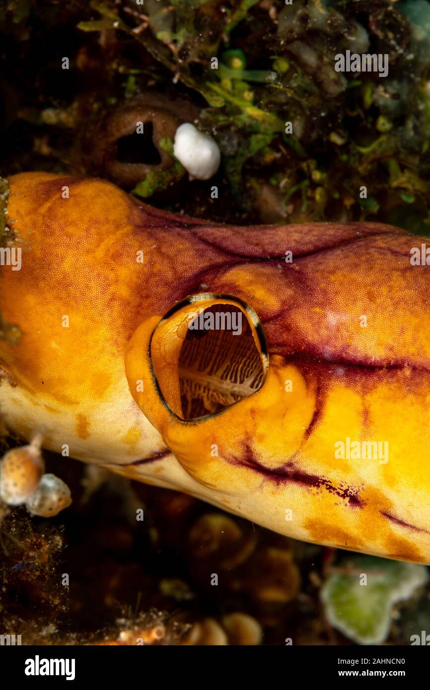 Sea squirt, Ascidiacea is a paraphyletic class in the subphylum ...