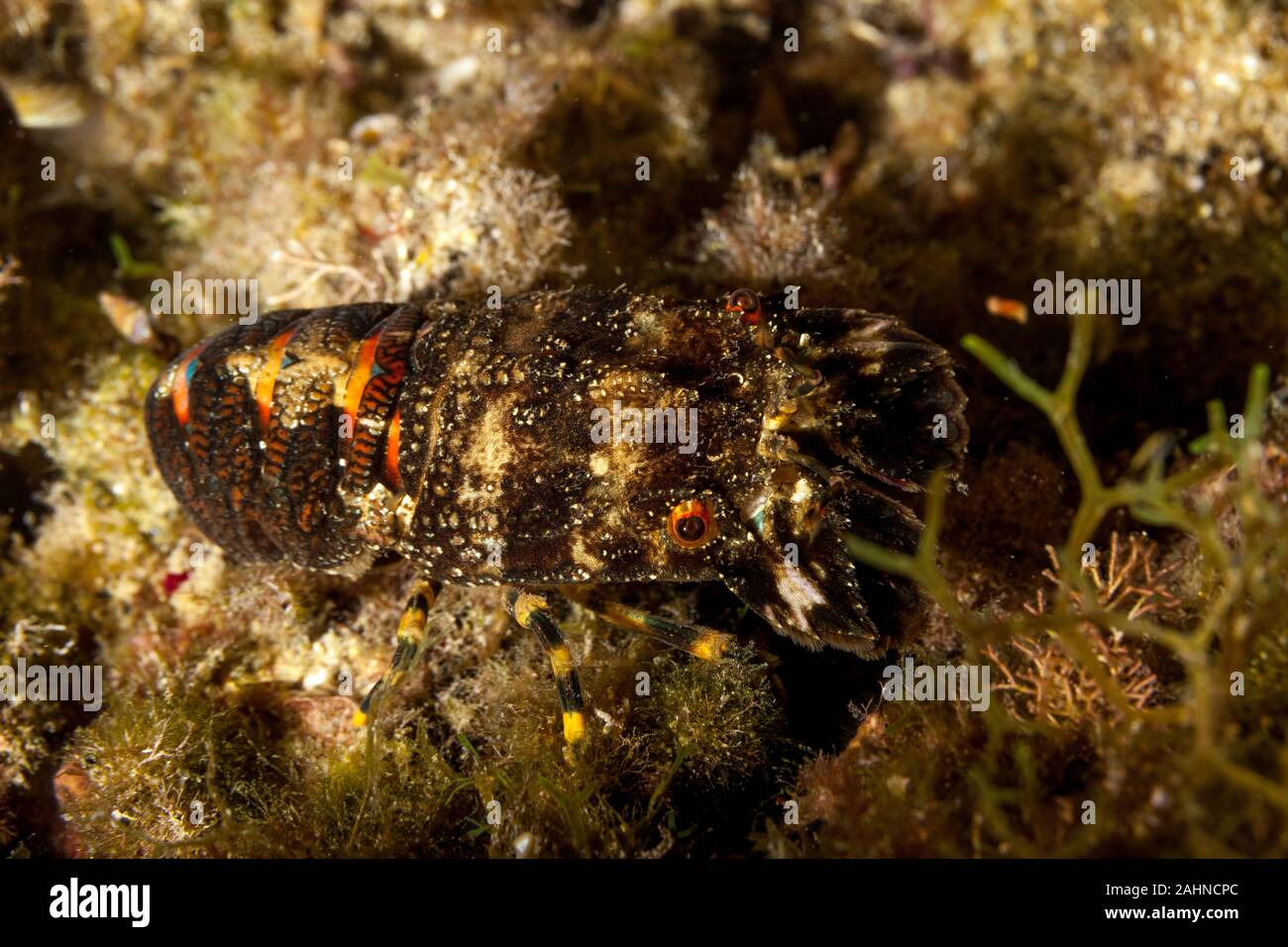 Slipper lobster, small European locust lobster, Scyllarus arctus Stock ...