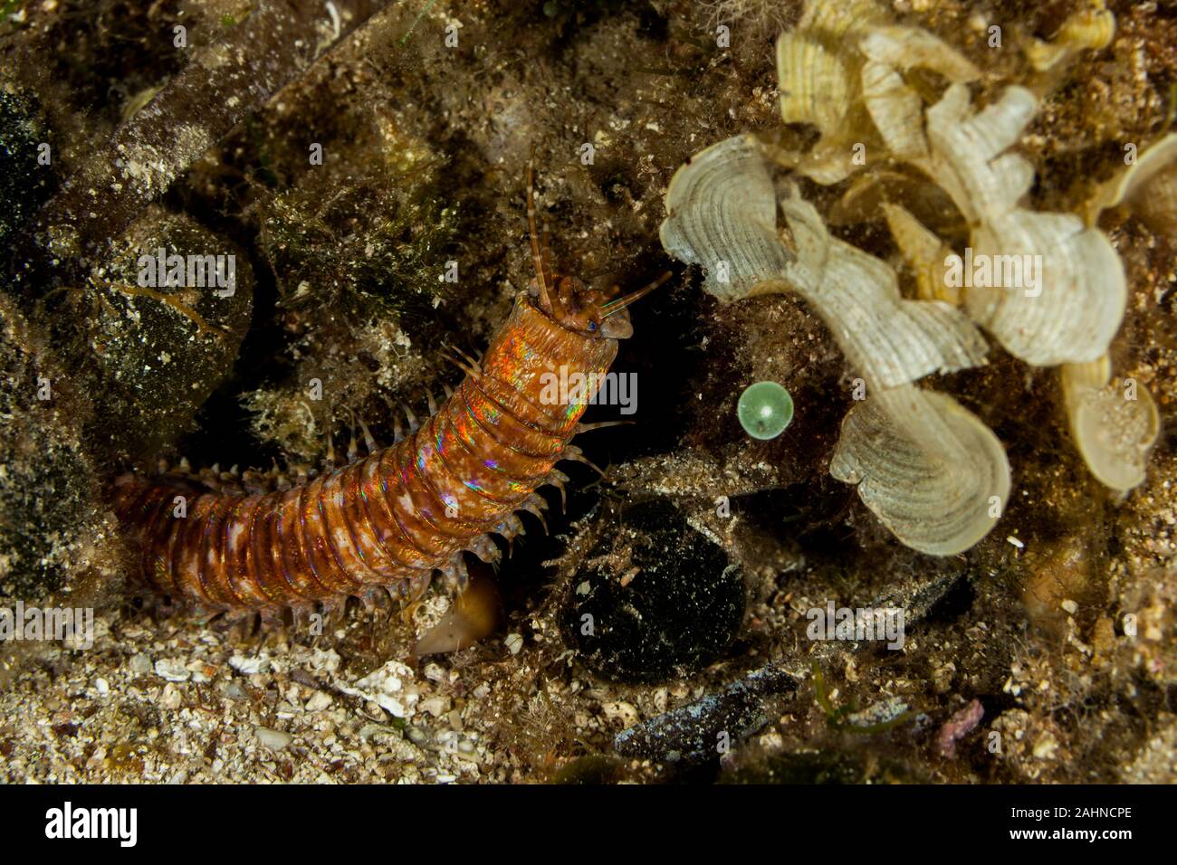Giant Sea Worm