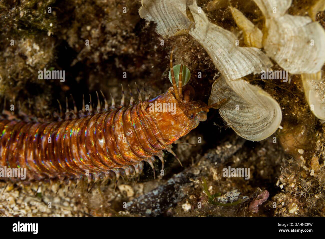 Giant Sea Worm