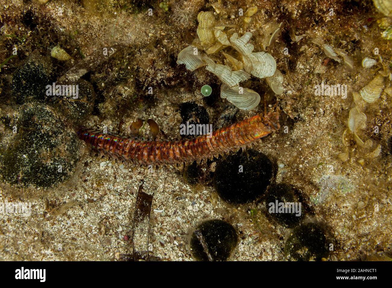 Giant Sea Worm, Eunice aphroditois Stock Photo - Alamy