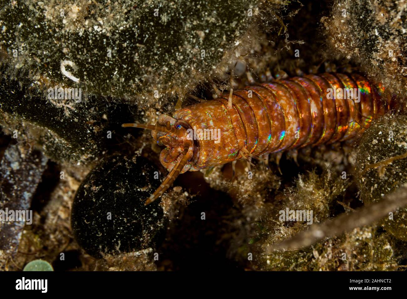 Giant Sea Worm, Eunice aphroditois Stock Photo - Alamy
