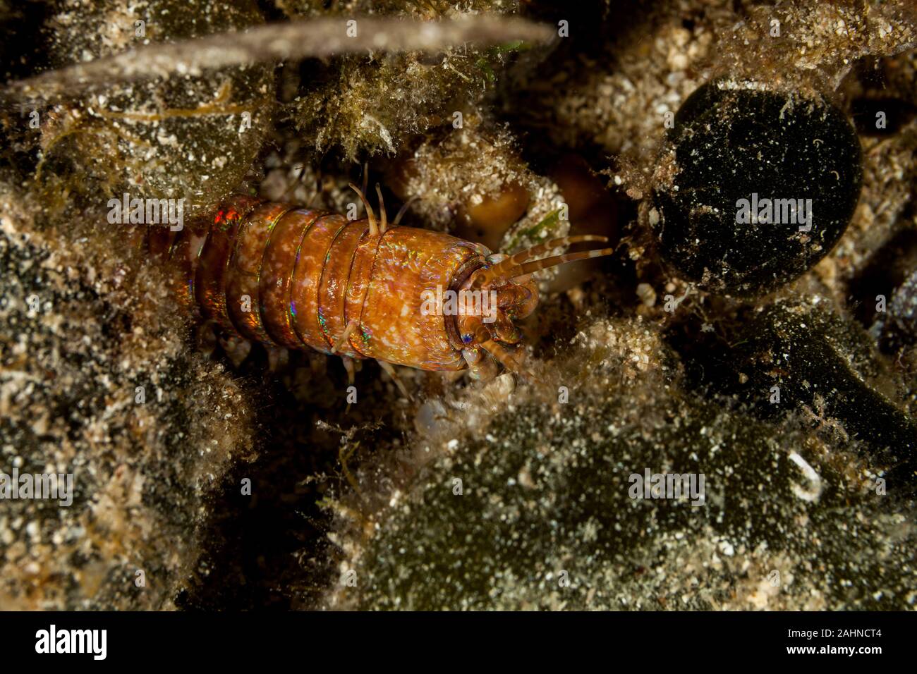 Giant worm monster hi-res stock photography and images - Alamy