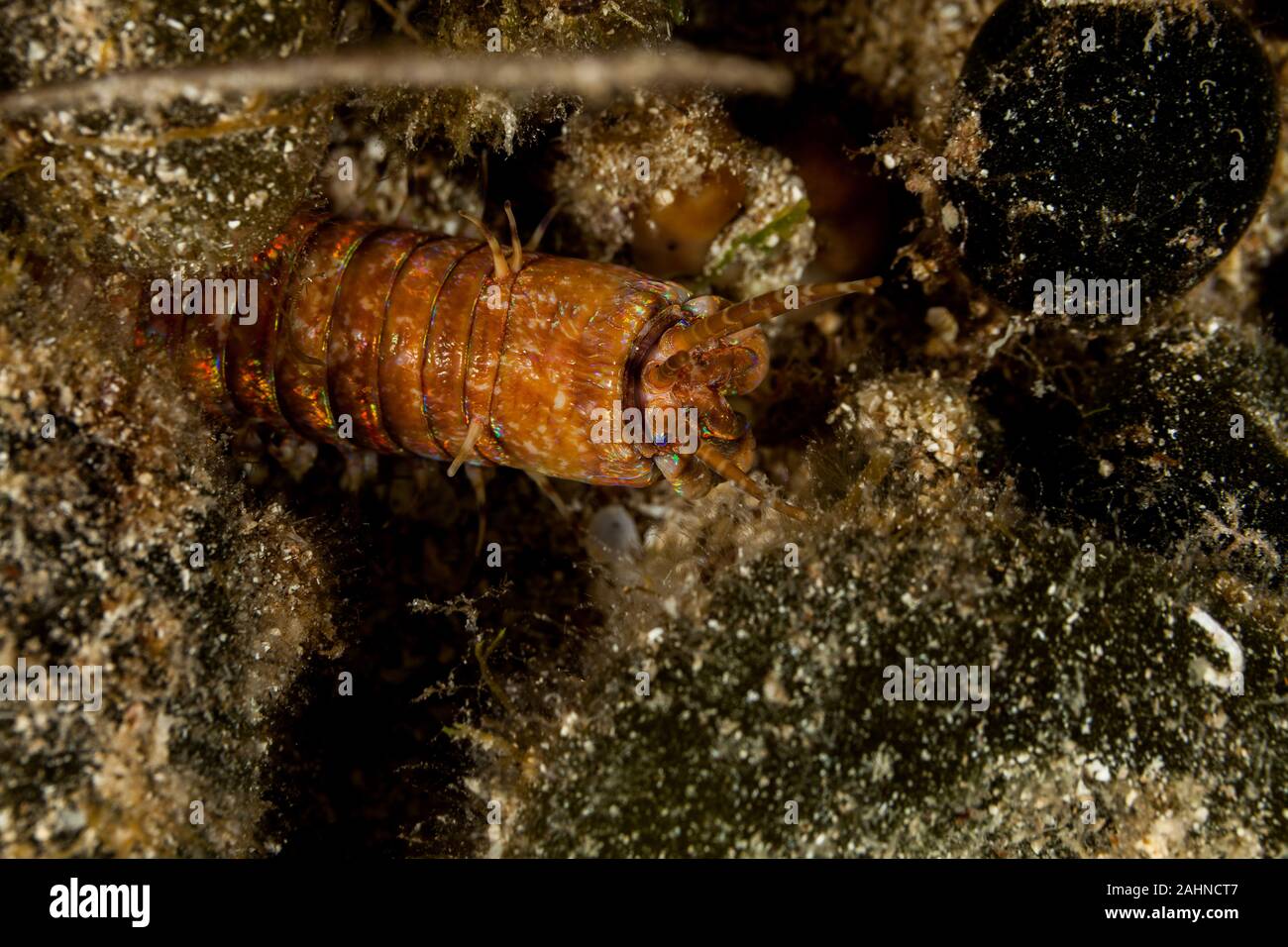 Giant Sea Worm, Eunice aphroditois Stock Photo - Alamy