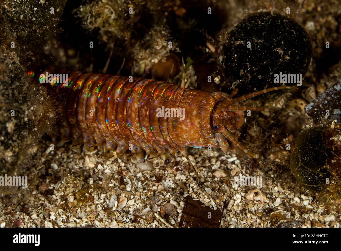 Giant Sea Worm, Eunice aphroditois Stock Photo - Alamy