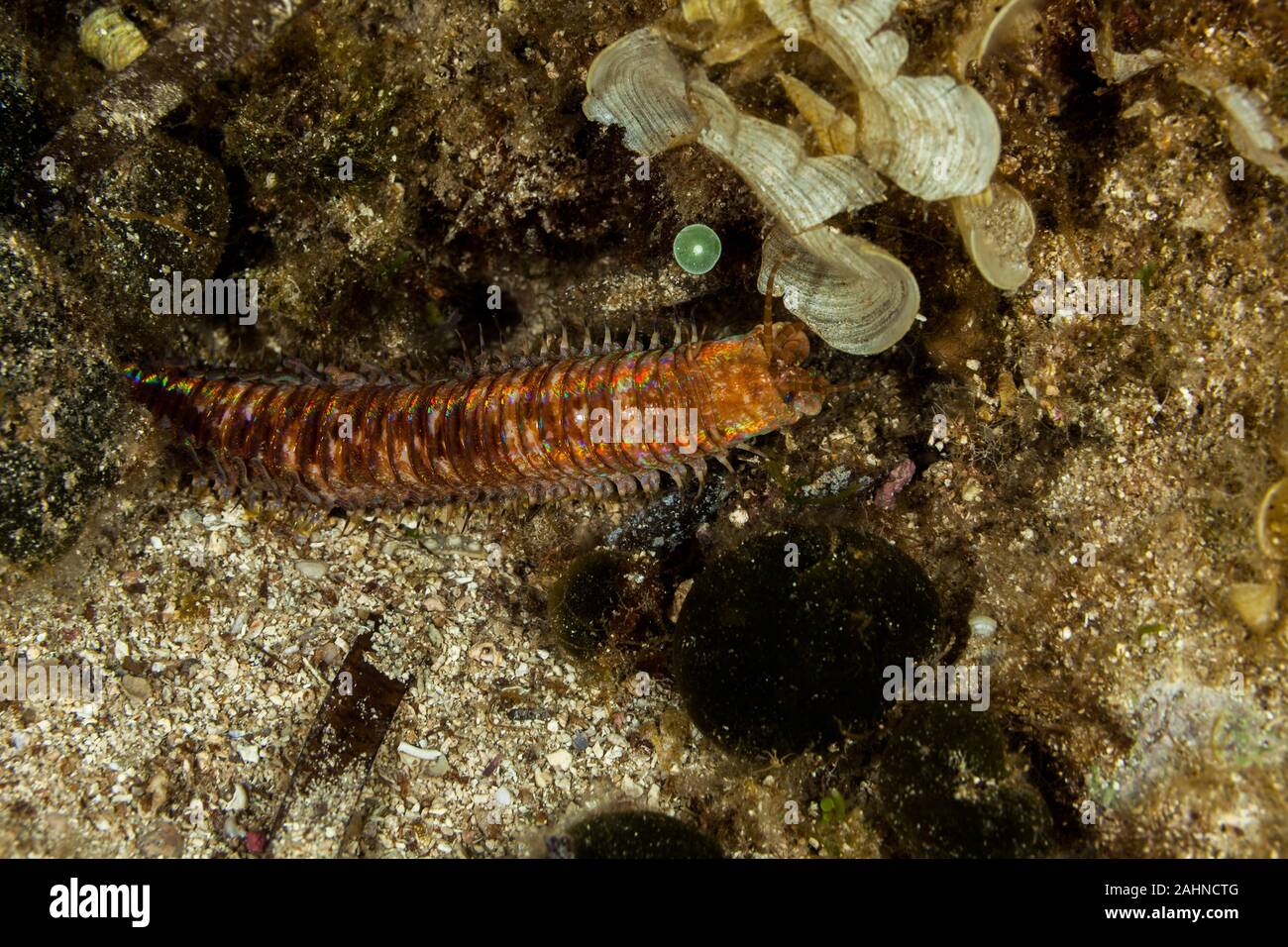 Giant Sea Worm