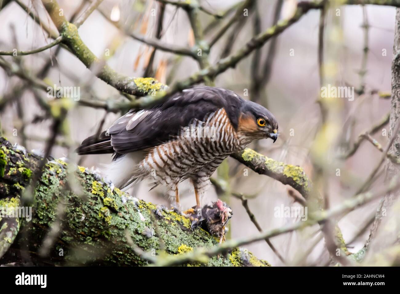 Falcon with prey close-up on a tree in the wild Stock Photo - Alamy