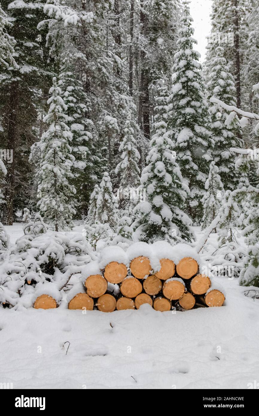 Wooden trunks hi-res stock photography and images - Alamy