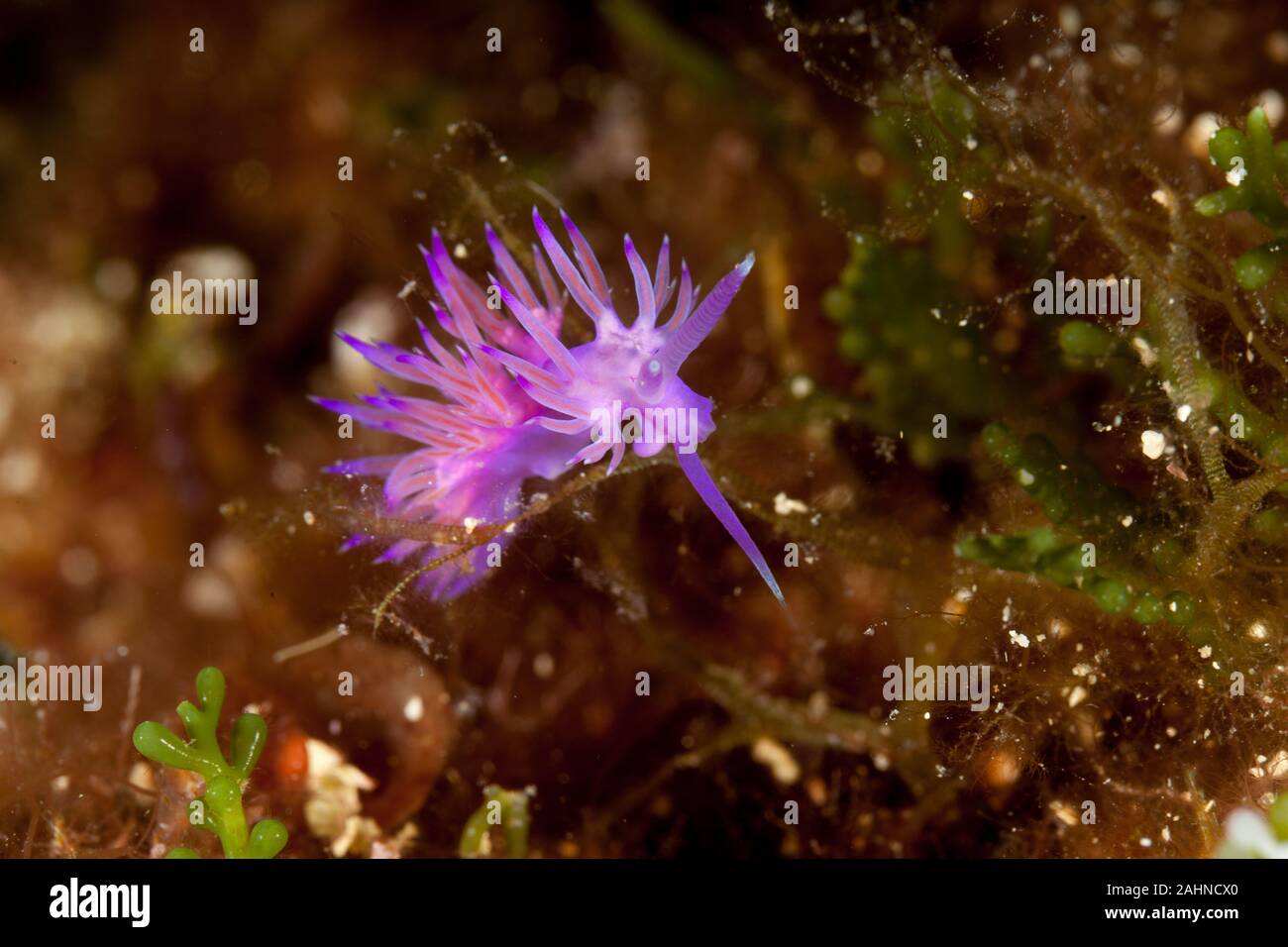 Sea slug Violett Flabellina, Flabellina affinis Stock Photo - Alamy