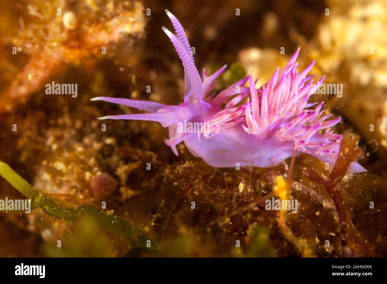 Sea slug Violett Flabellina, Flabellina affinis Stock Photo - Alamy