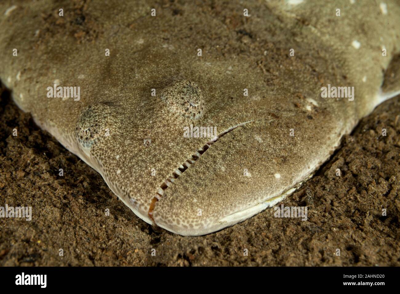 Psettodes erumei hi-res stock photography and images - Alamy
