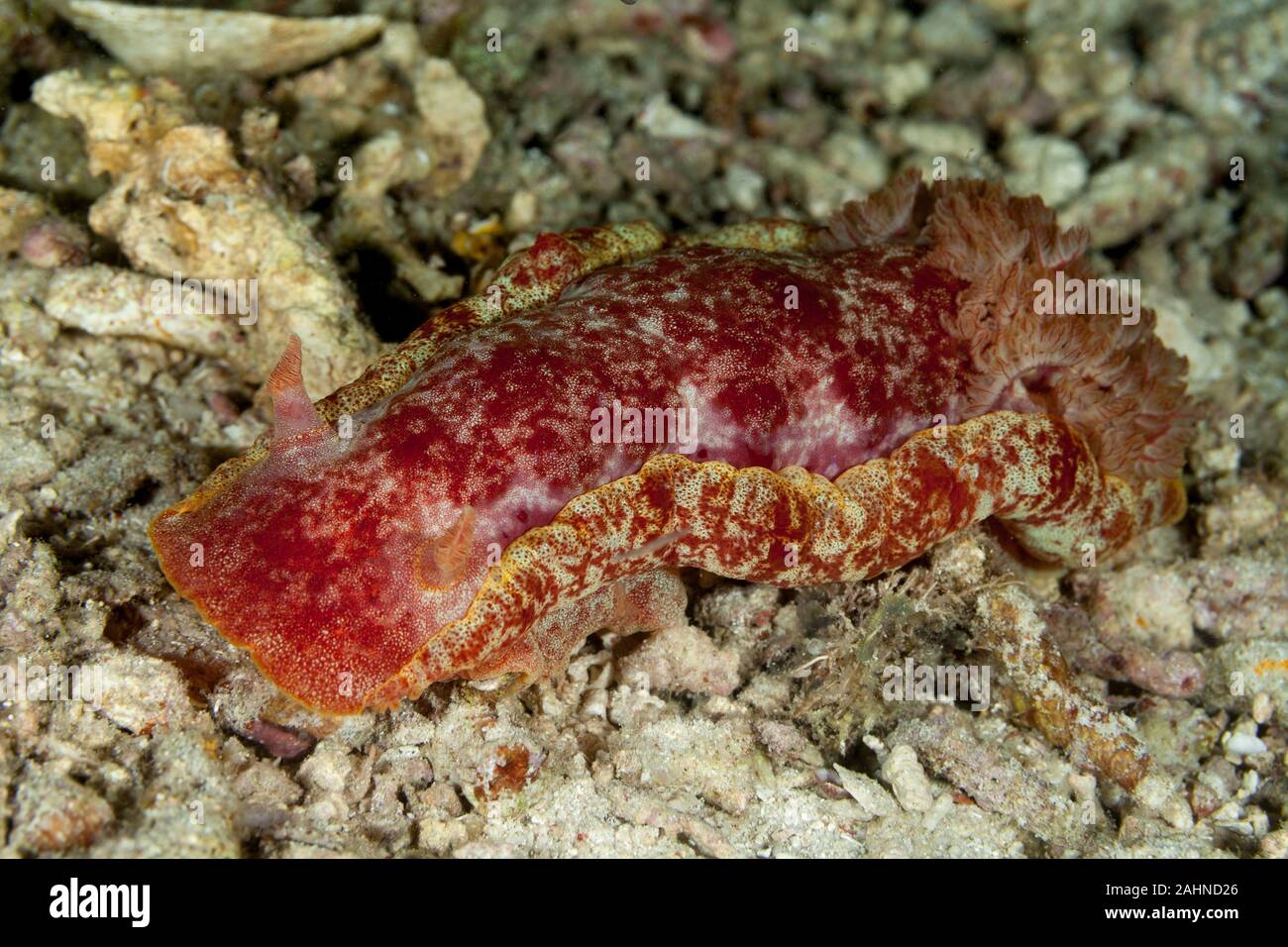 Spanish dancer, scientific name Hexabranchus sanguineus Stock Photo - Alamy