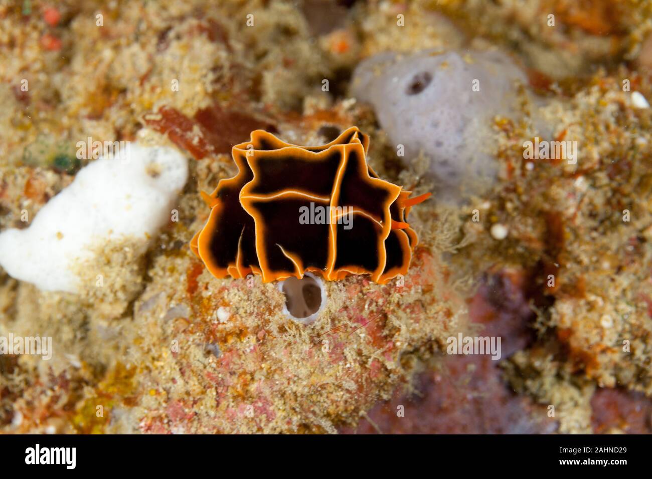 Halgerda species hi-res stock photography and images - Alamy