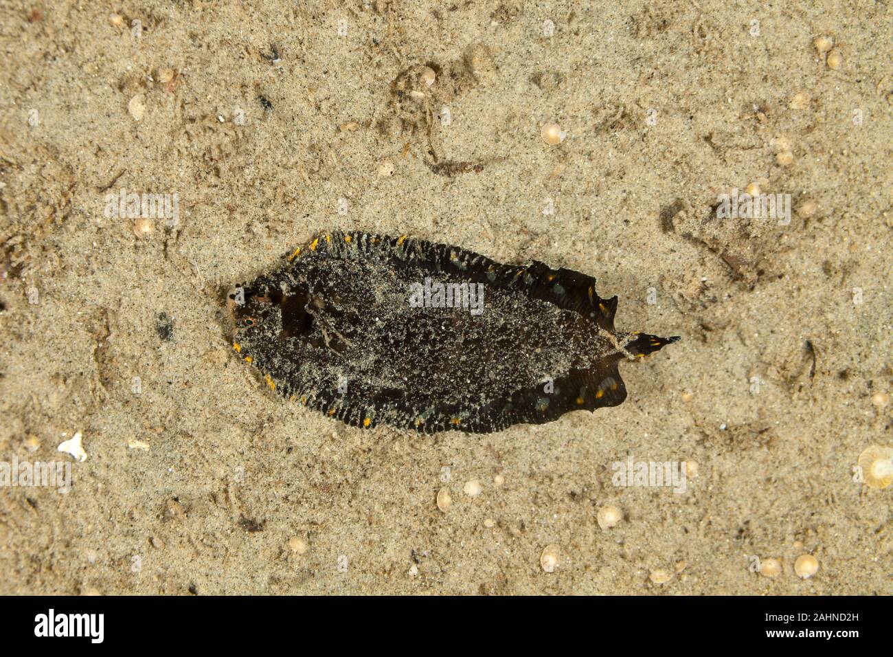 Black Flatfish on sand Stock Photo - Alamy