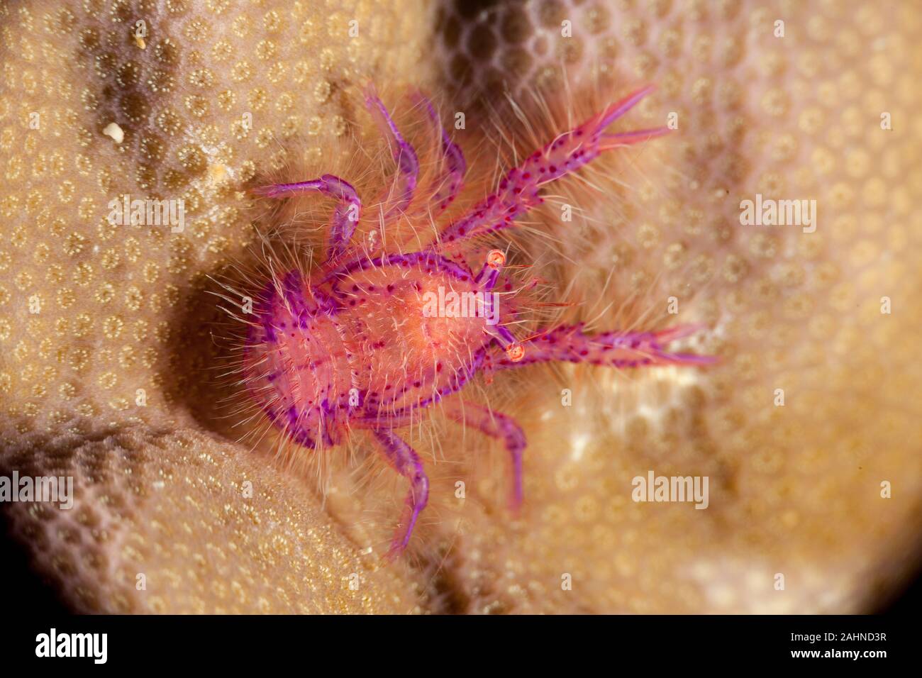 Pink Squat Lobster - Lauriea siagiani Stock Photo - Alamy