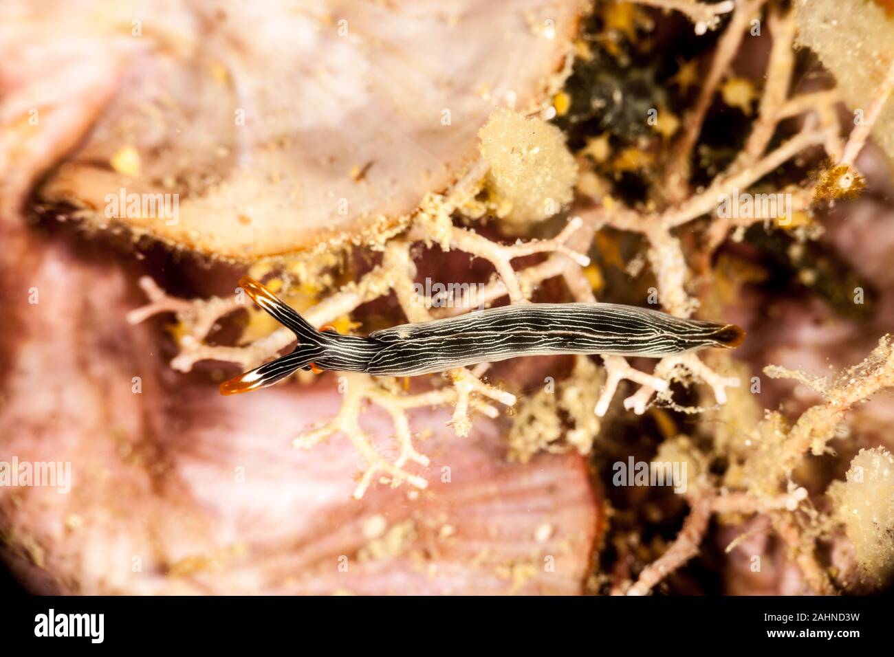 Sapsucking Slug, Thuridilla gracilis is a species of sea slug, a ...